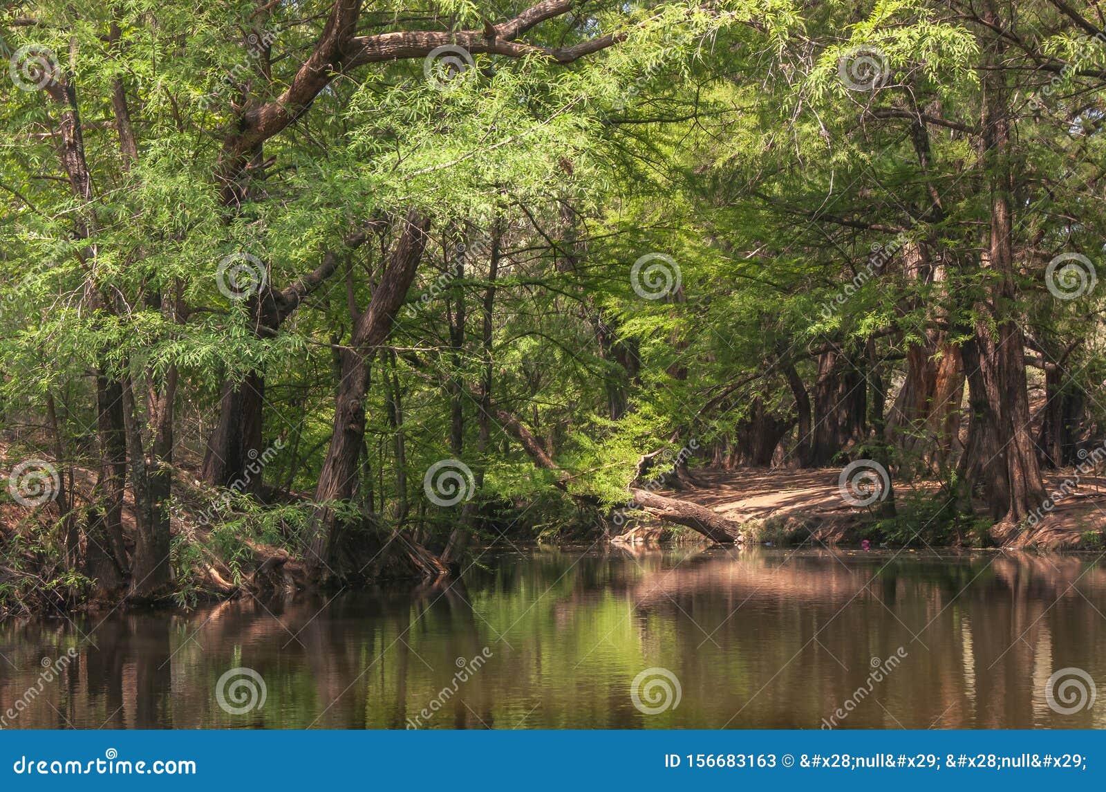 Forest Reflection on the River with a Nice Walk Path by the Side Stock ...