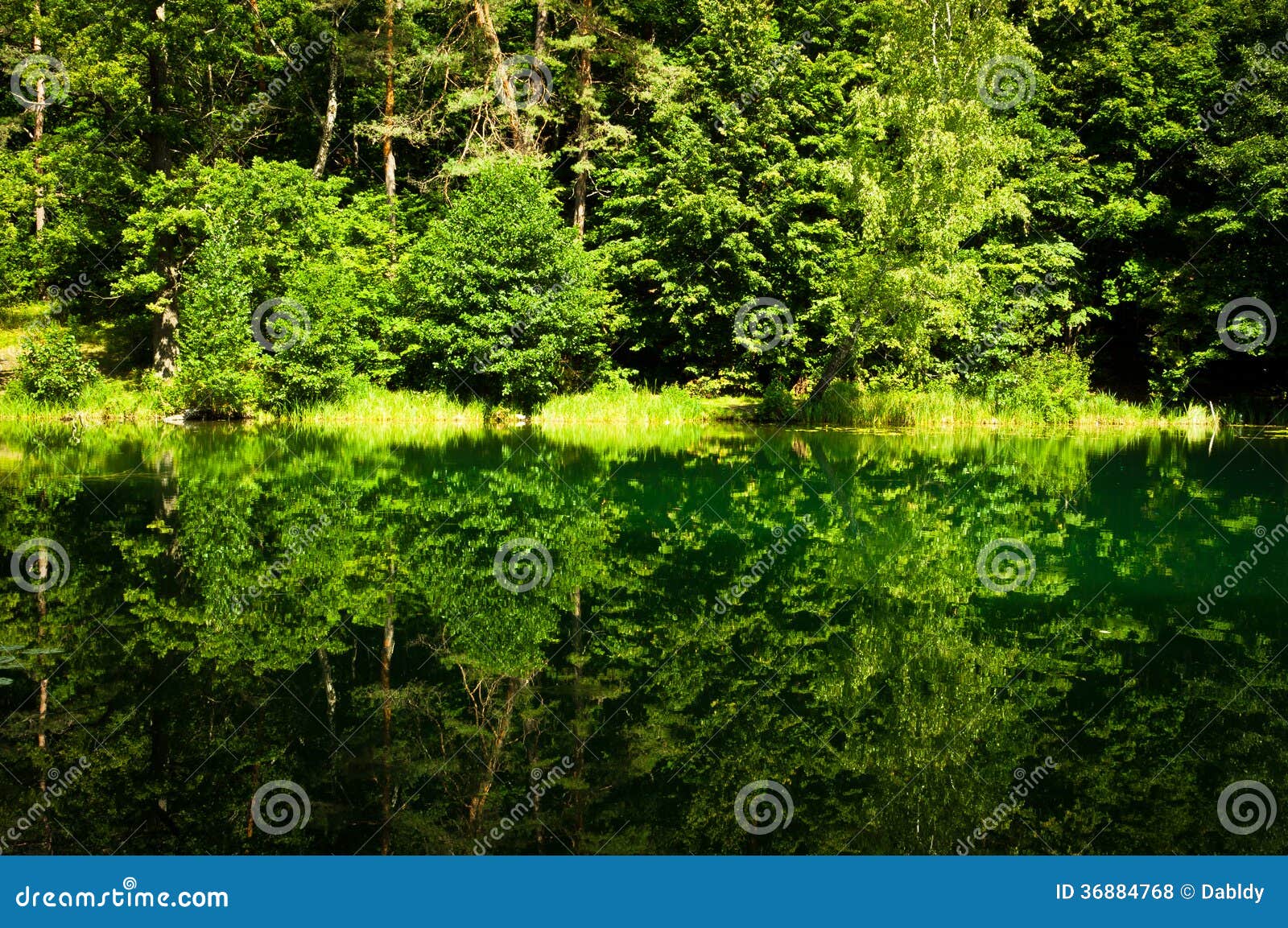 Forest Reflection Vert Dans Le Lac Photo stock - Image du lame, herbe ...