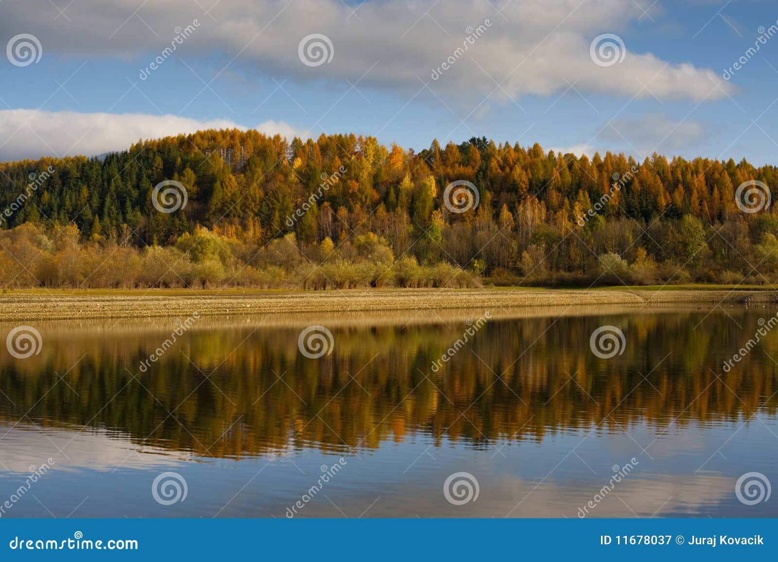 Forest reflection in water stock image. Image of colors - 11678037