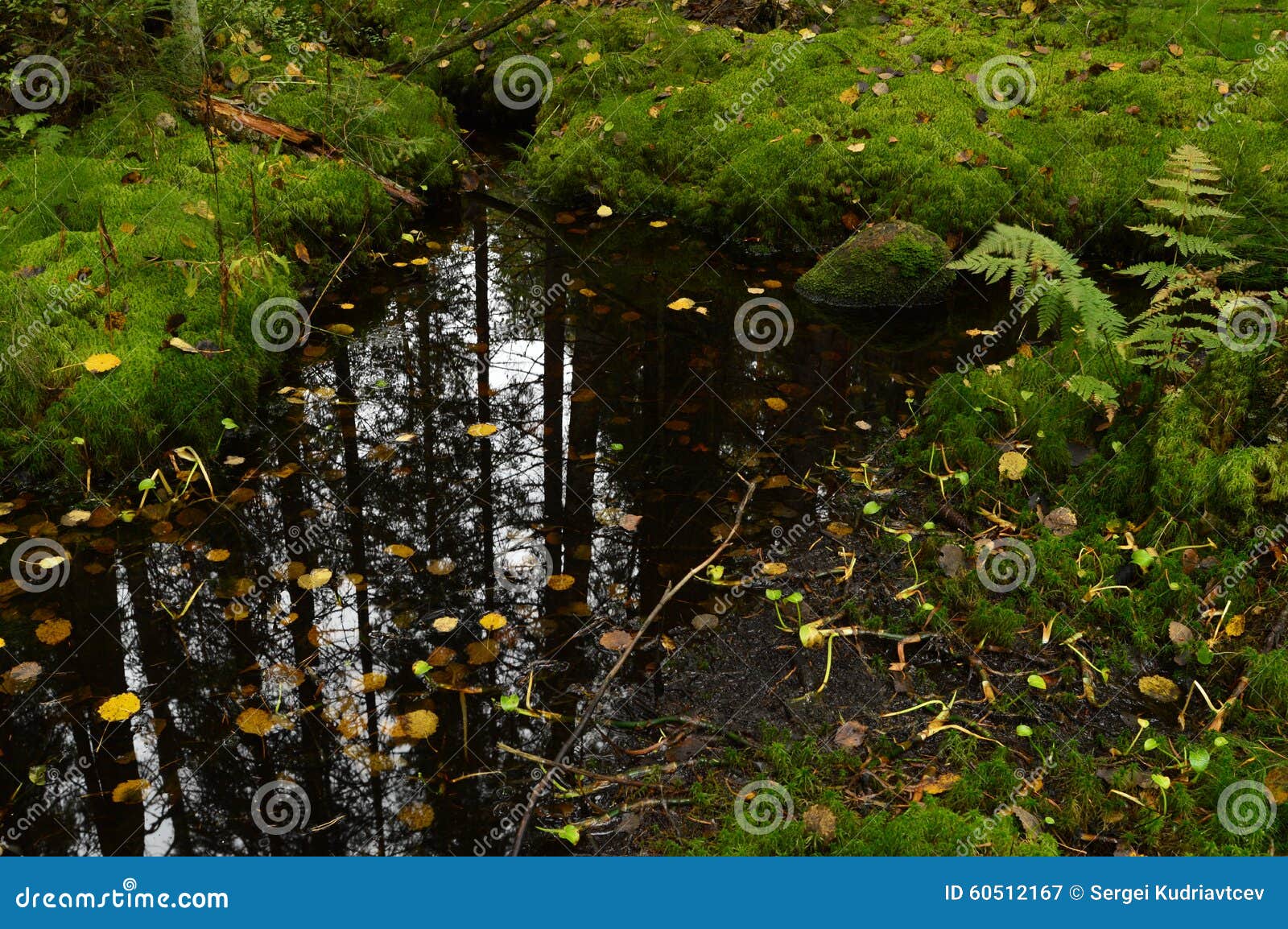 Forest Reflection in Water Autumn Rain Forest Stream Stock Image ...