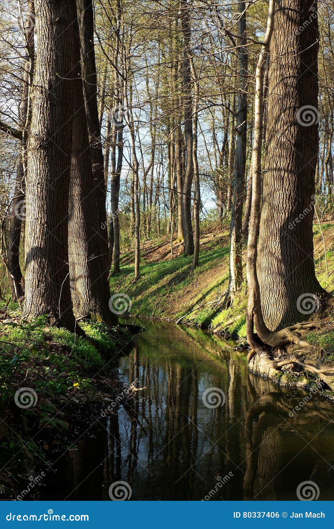 Forest reflection stock photo. Image of forest, czech - 80337406