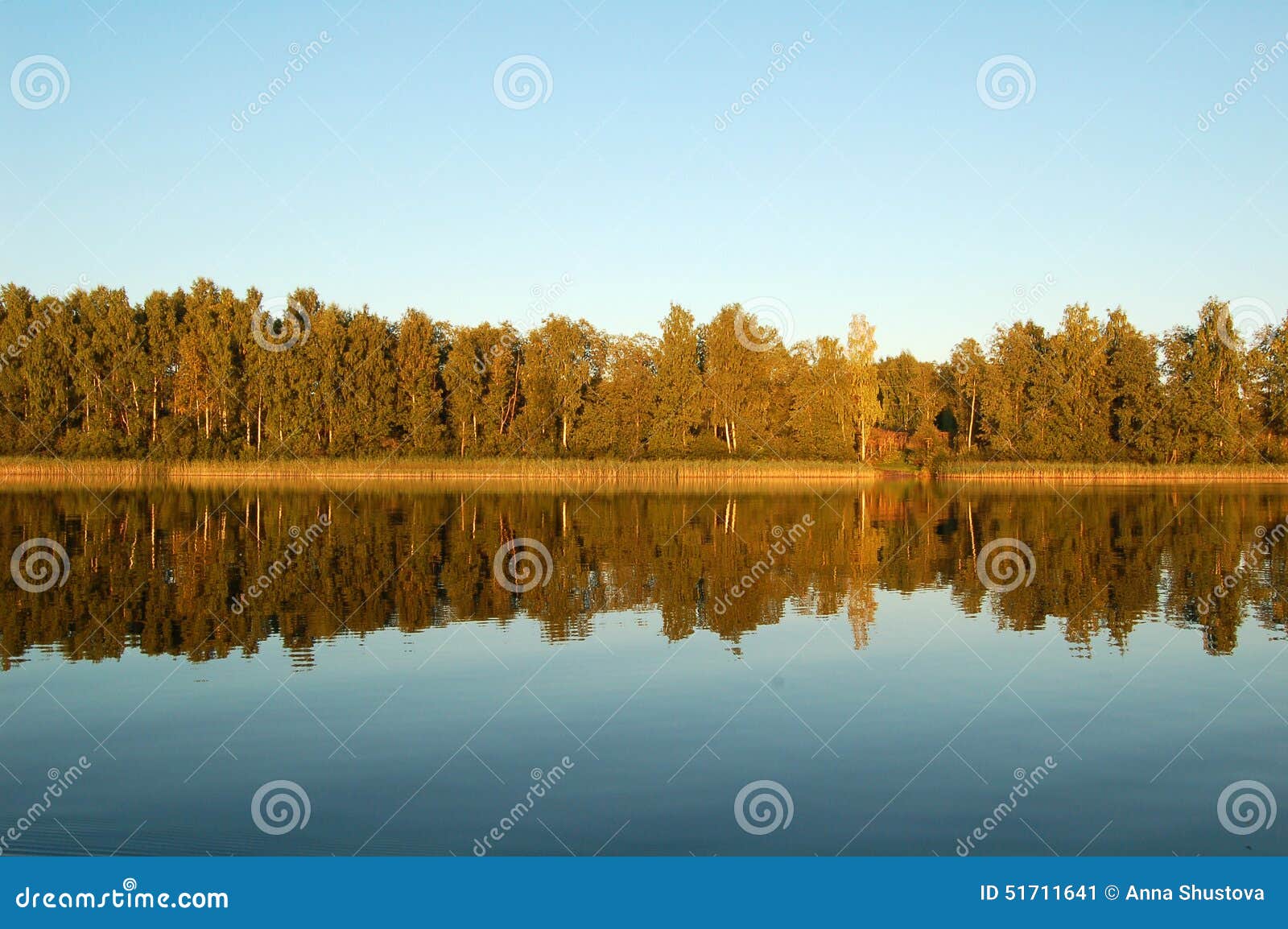 Forest reflection in water stock image. Image of idyllic - 51711641