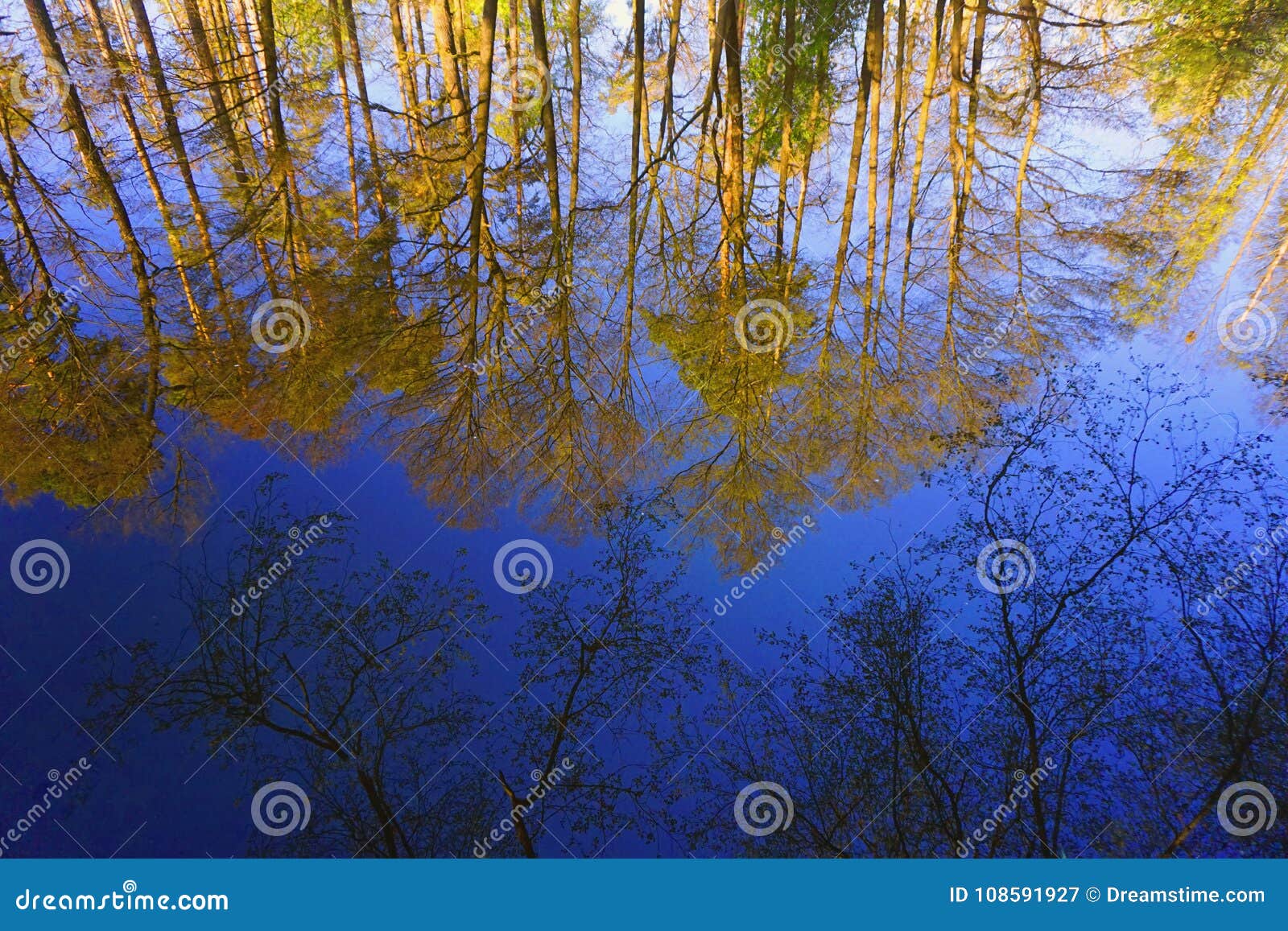 Forest Reflection in Water Surface. Spring Evening Warm Weather. Stock ...