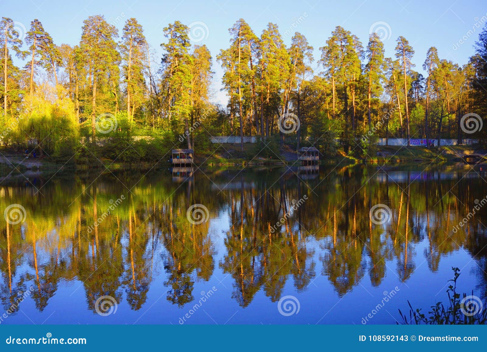 Forest Reflection in Water Surface. Spring Evening Warm Weather. Stock ...