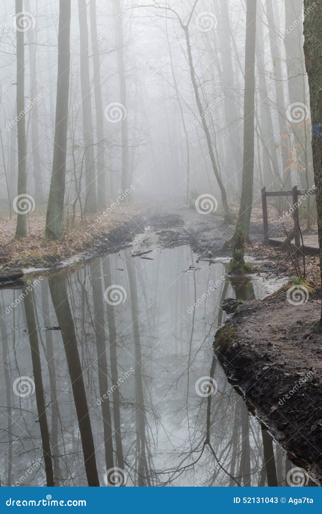 Forest reflection in water stock image. Image of puddle - 52131043