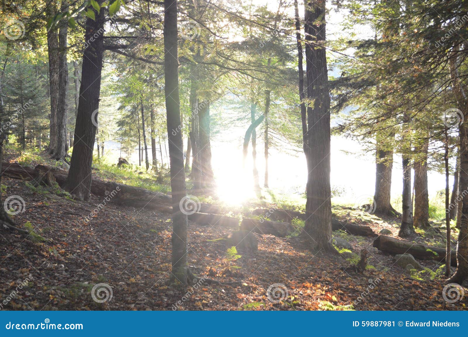 Forest Reflections stock image. Image of mountain, reflection - 59887981