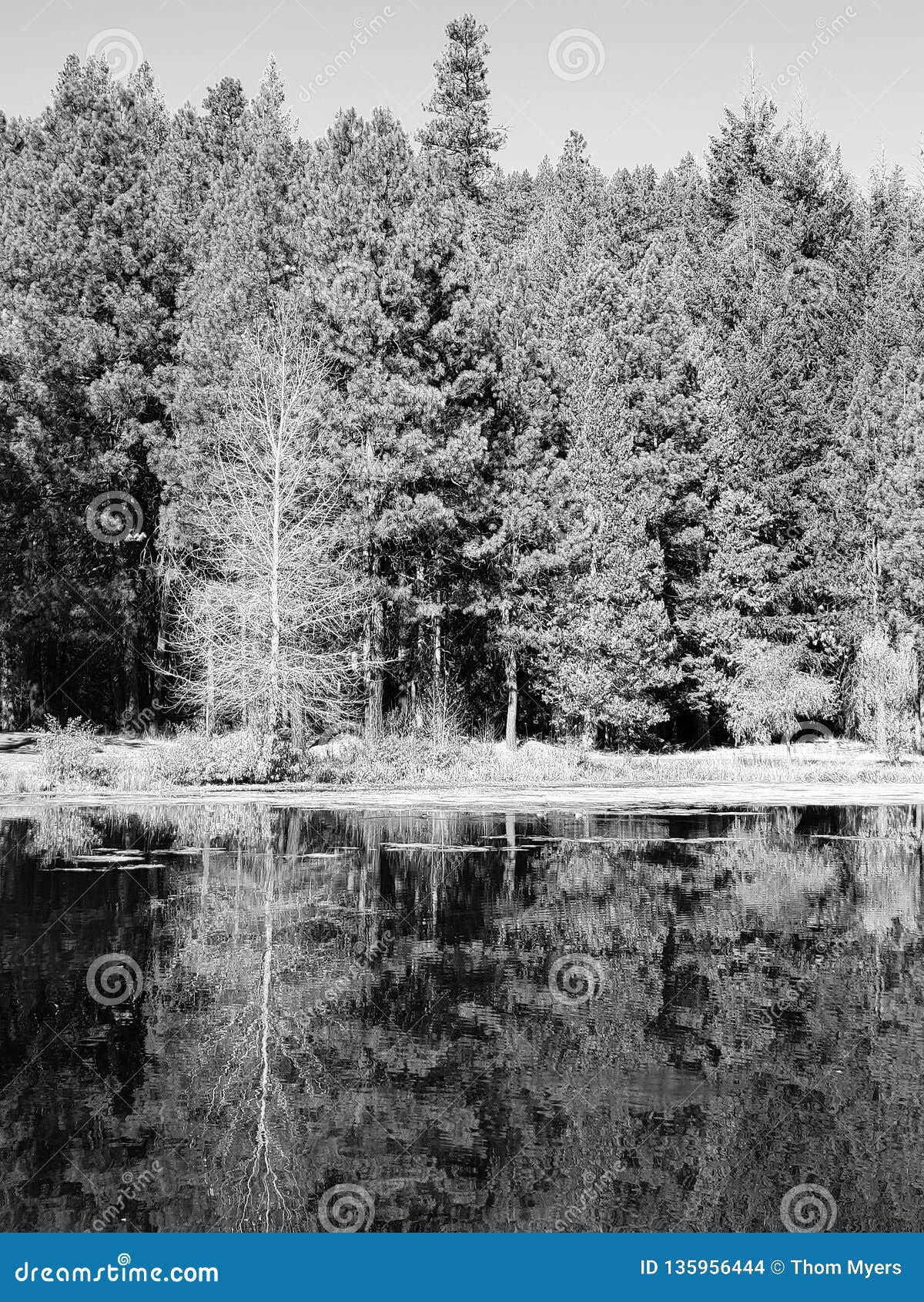 Forest reflections in pond stock photo. Image of national - 135956444