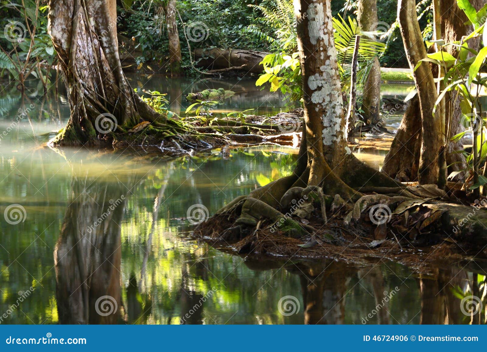 Forest reflections stock photo. Image of forest, reflections - 46724906
