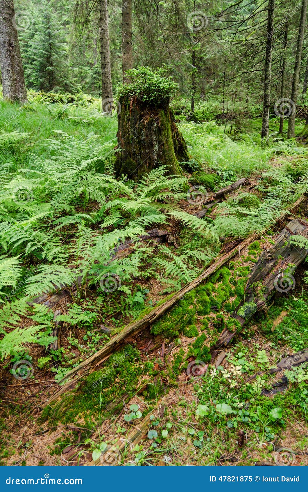 Forest regeneration stock image. Image of outdoors, wilderness - 47821875