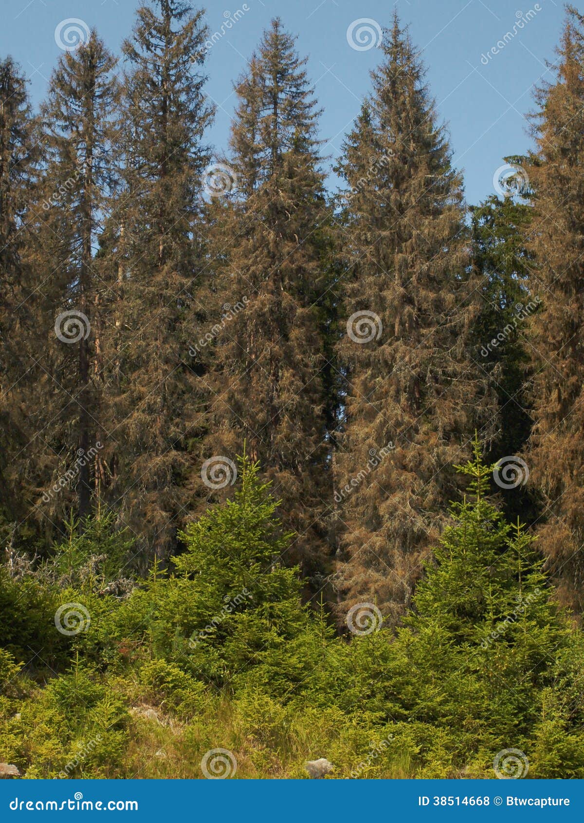 Forest regeneration stock photo. Image of nature, regeneration - 38514668