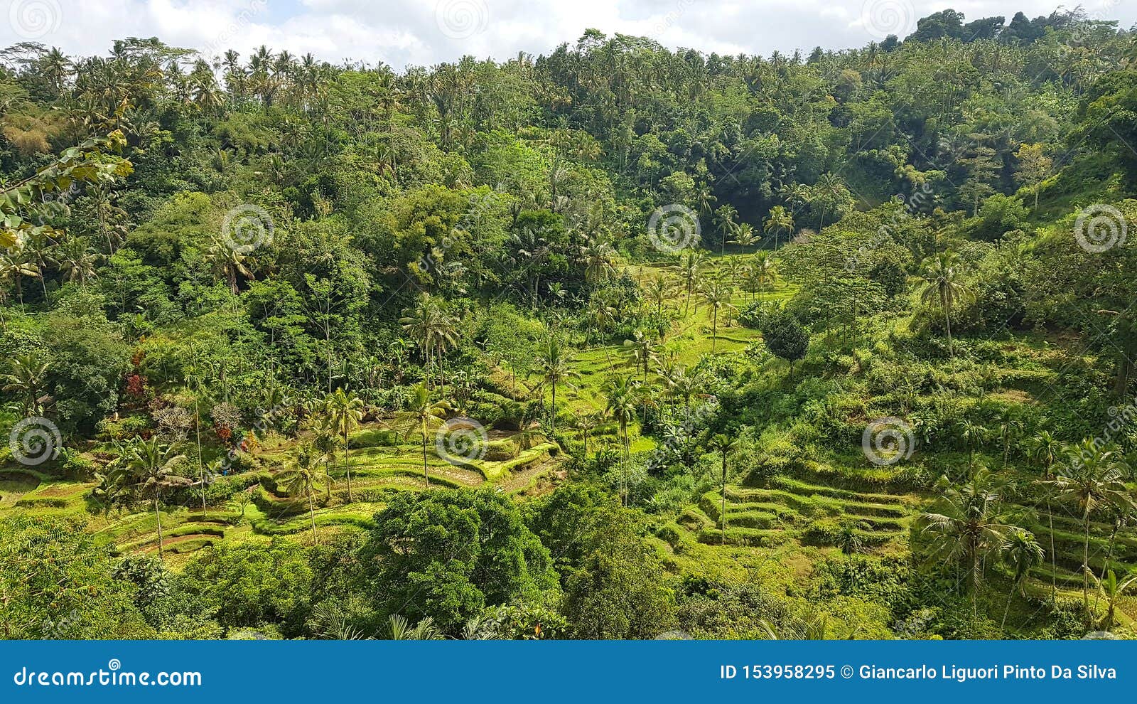 Forest and Rice Terraces in Bali Stock Image - Image of crop, grass ...