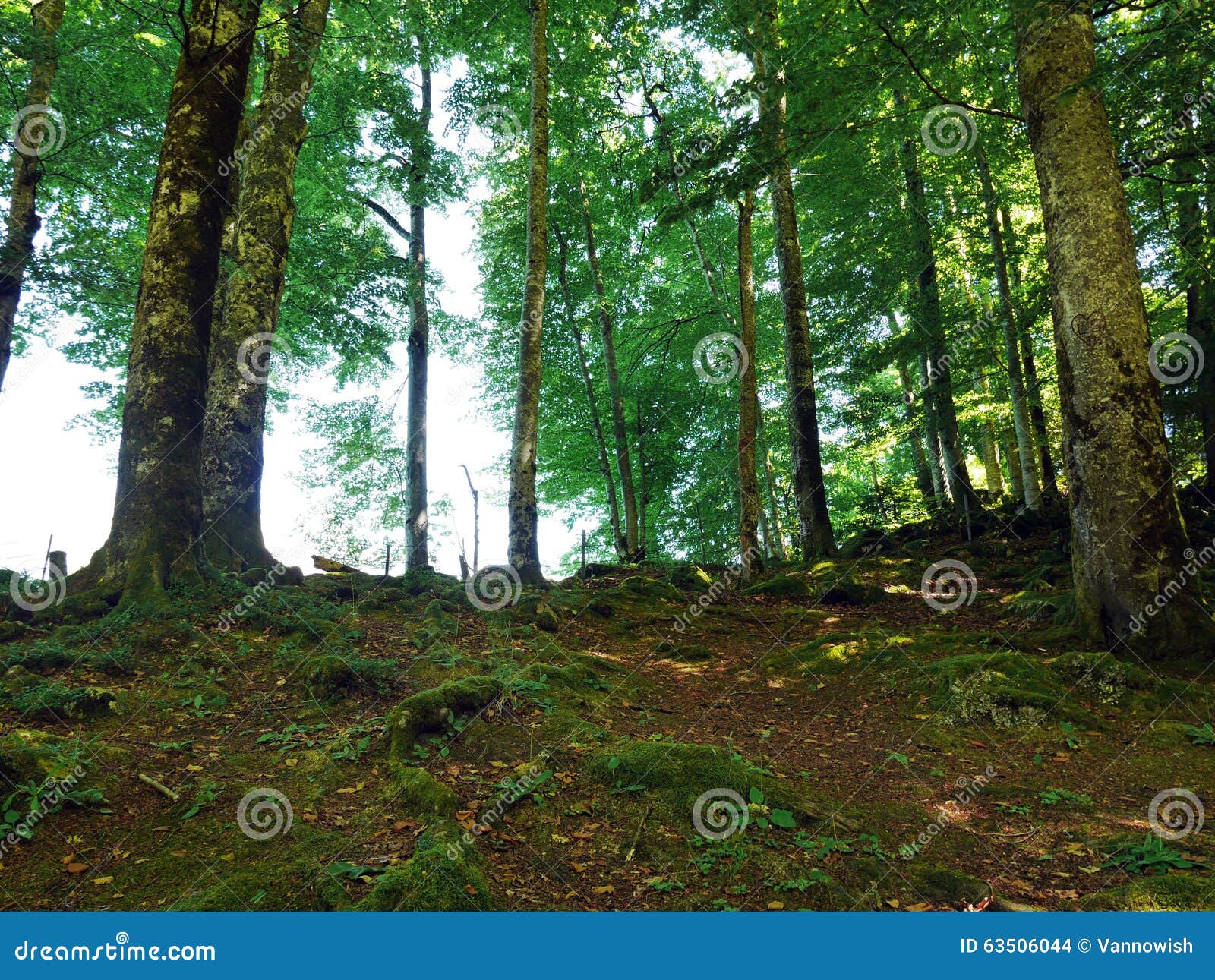 Forest stock photo. Image of rich, growth, summer, nature - 63506044