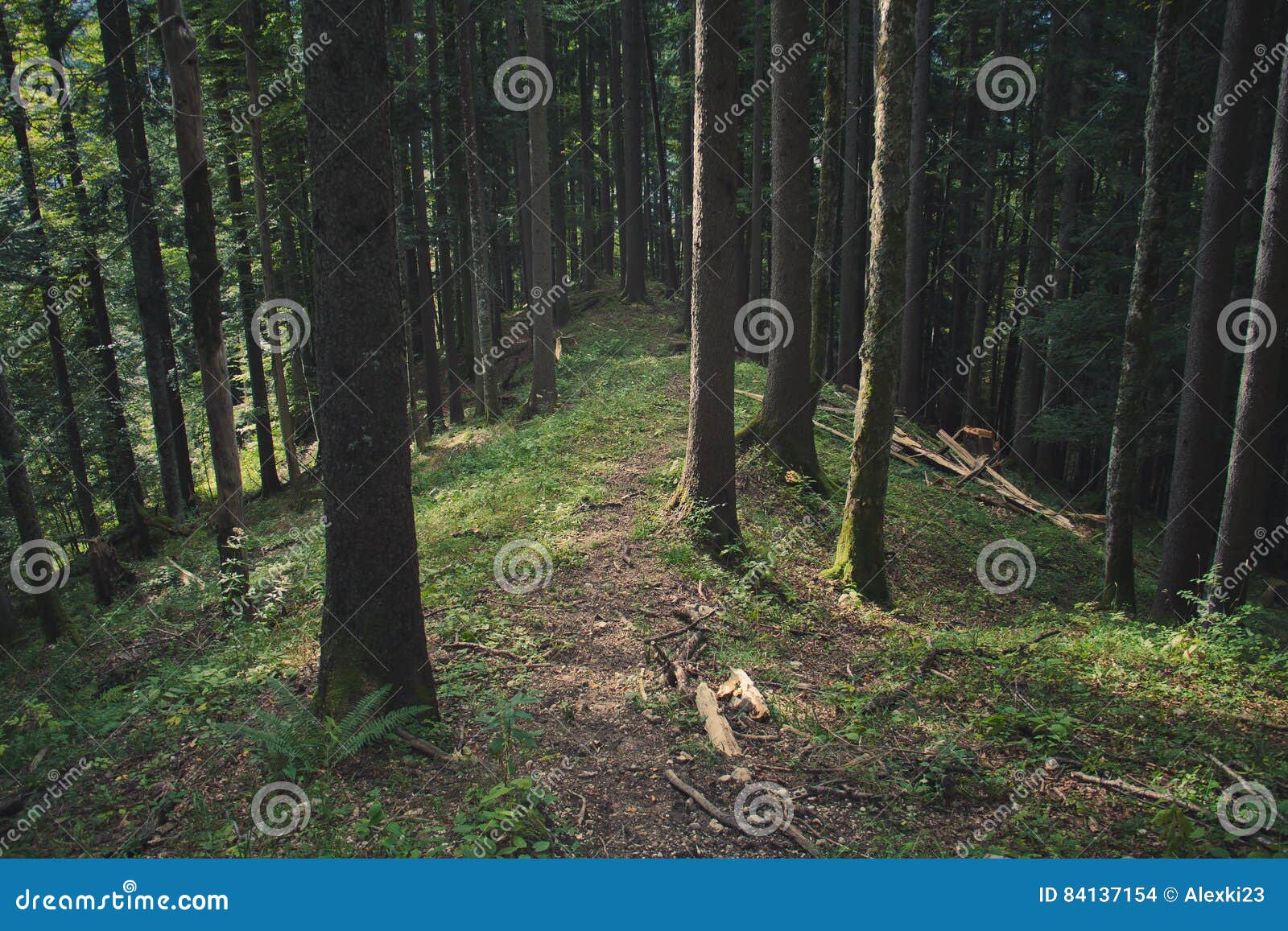 Forest ridge stock photo. Image of sunlight, wood, trees - 84137154