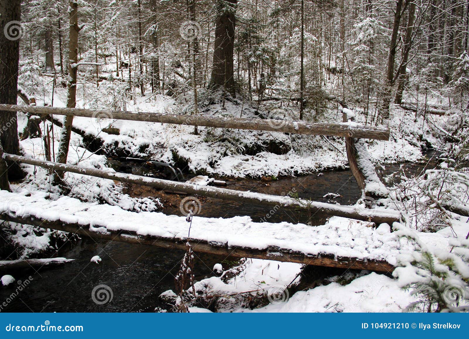 Forest rill stock photo. Image of flowing, water, rill - 104921210
