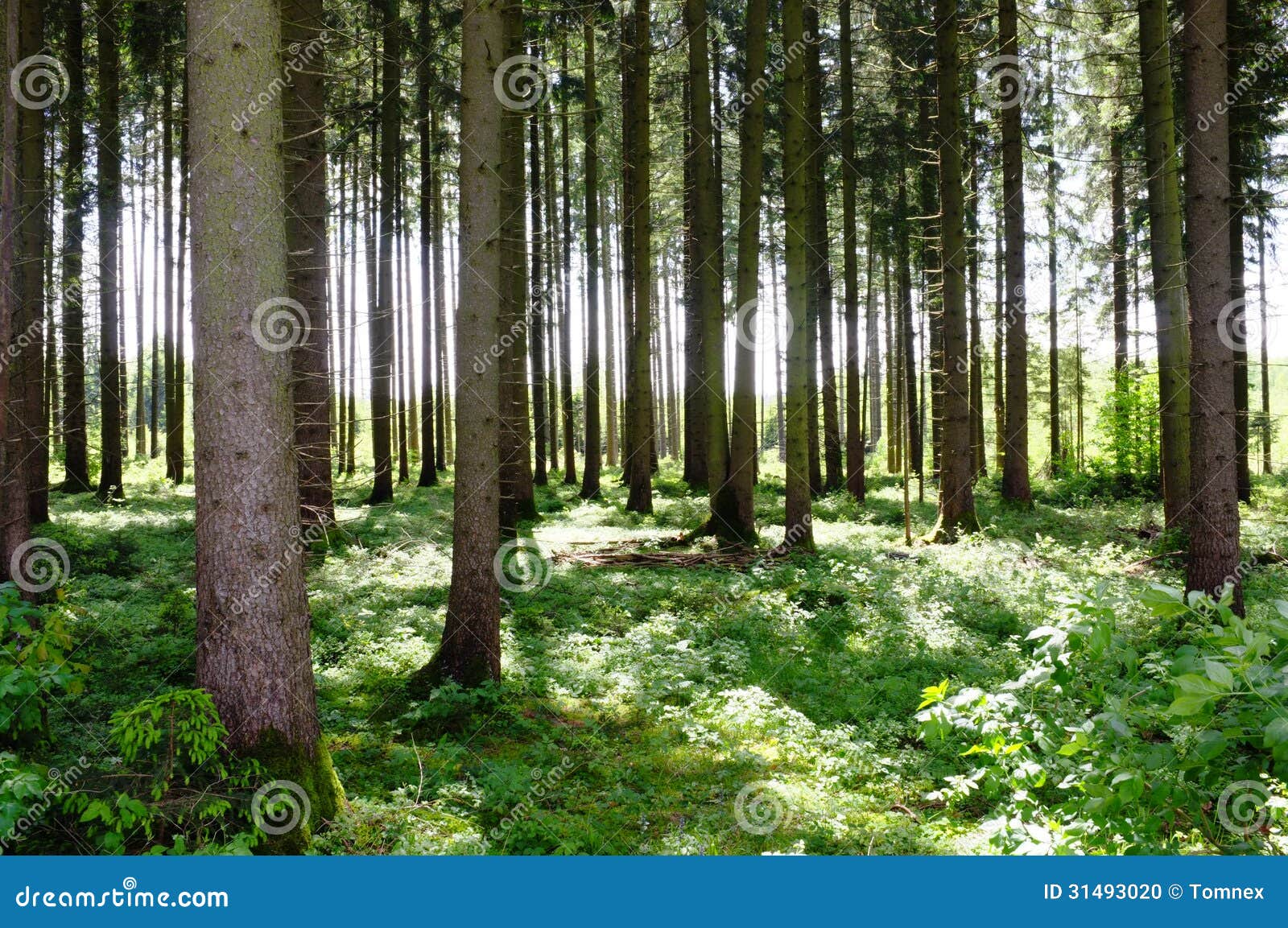 Forest stock photo. Image of woods, trees, europe, sunshine - 31493020