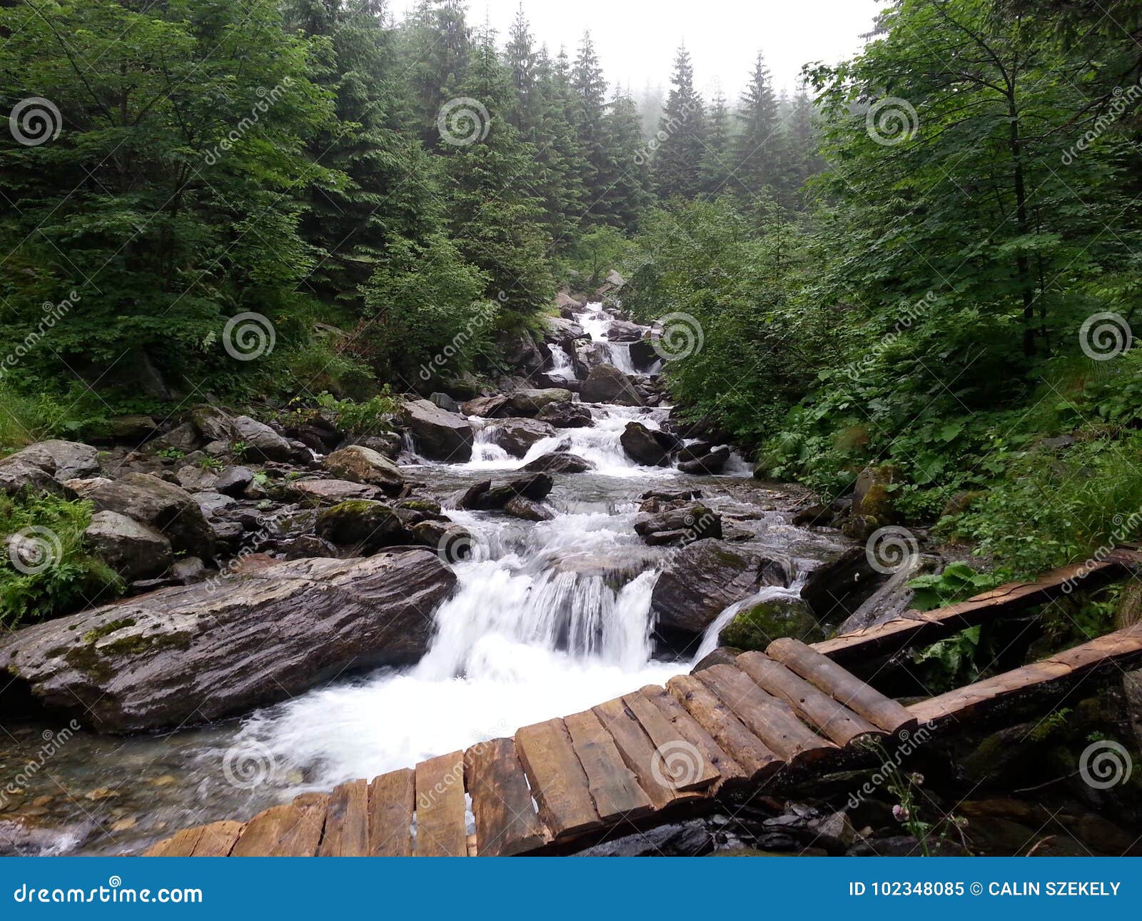 Forest River imagen de archivo. Imagen de recurso, bosque - 102348085