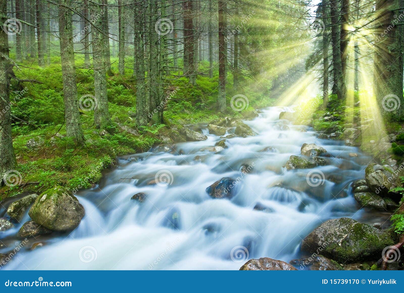Forest river stock photo. Image of bush, energy, season - 15739170