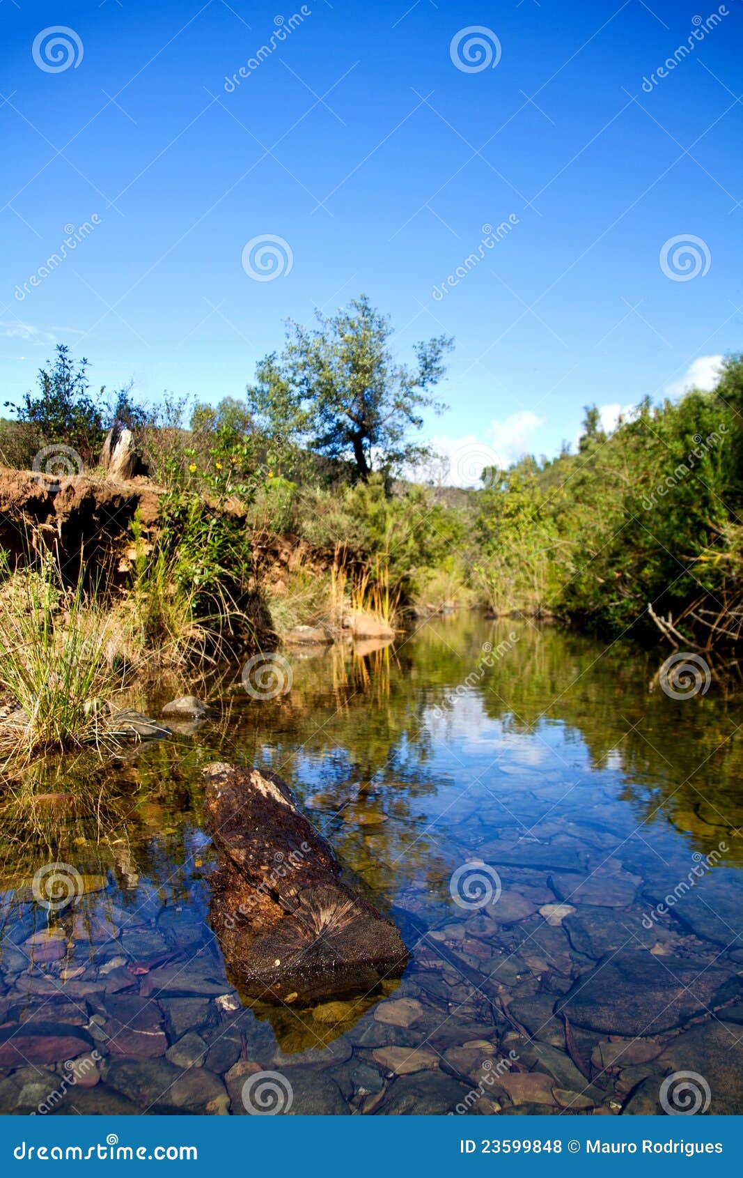 Forest river stock photo. Image of rock, environment - 23599848