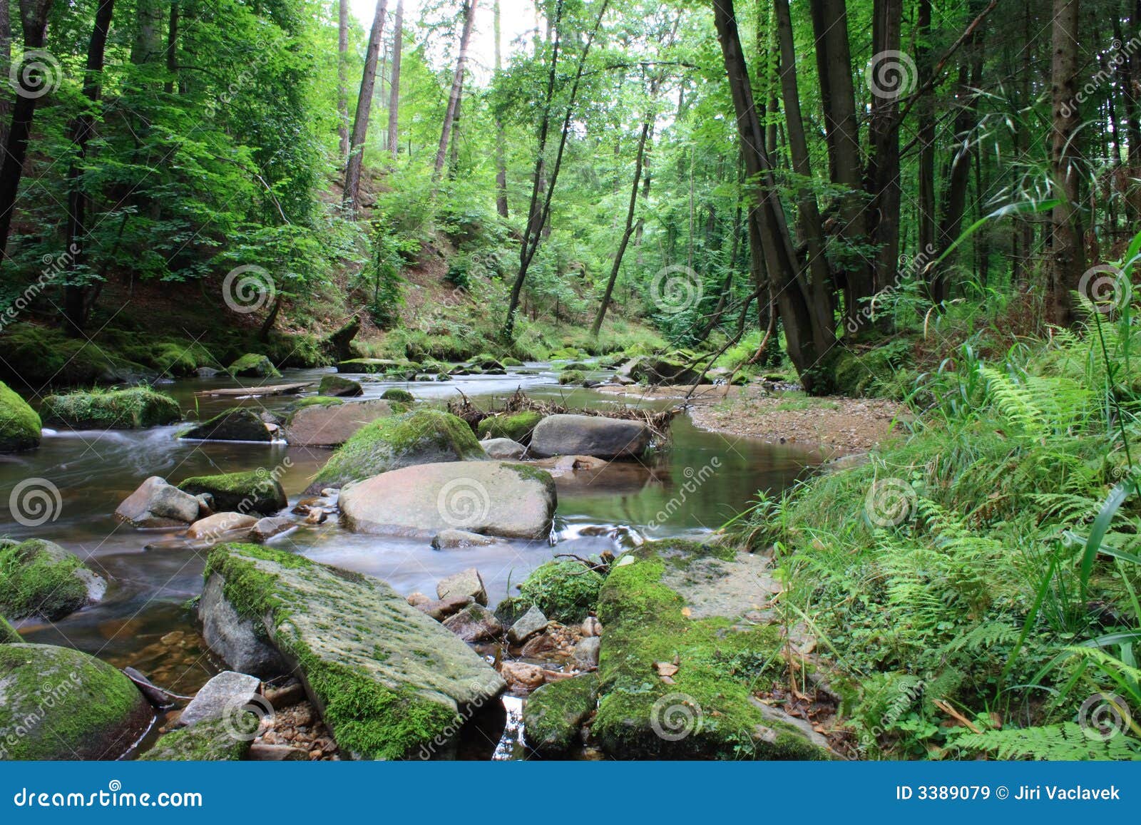Forest and river stock image. Image of brook, vegetation - 3389079