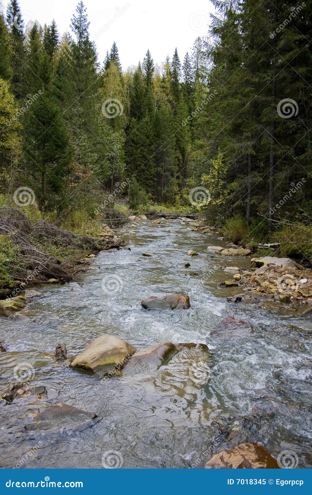 Forest River stock image. Image of river, scene, landscape - 7018345