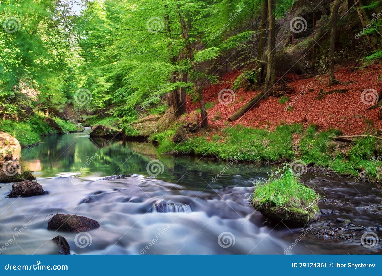 Forest and river stock image. Image of green, stone, forest - 79124361