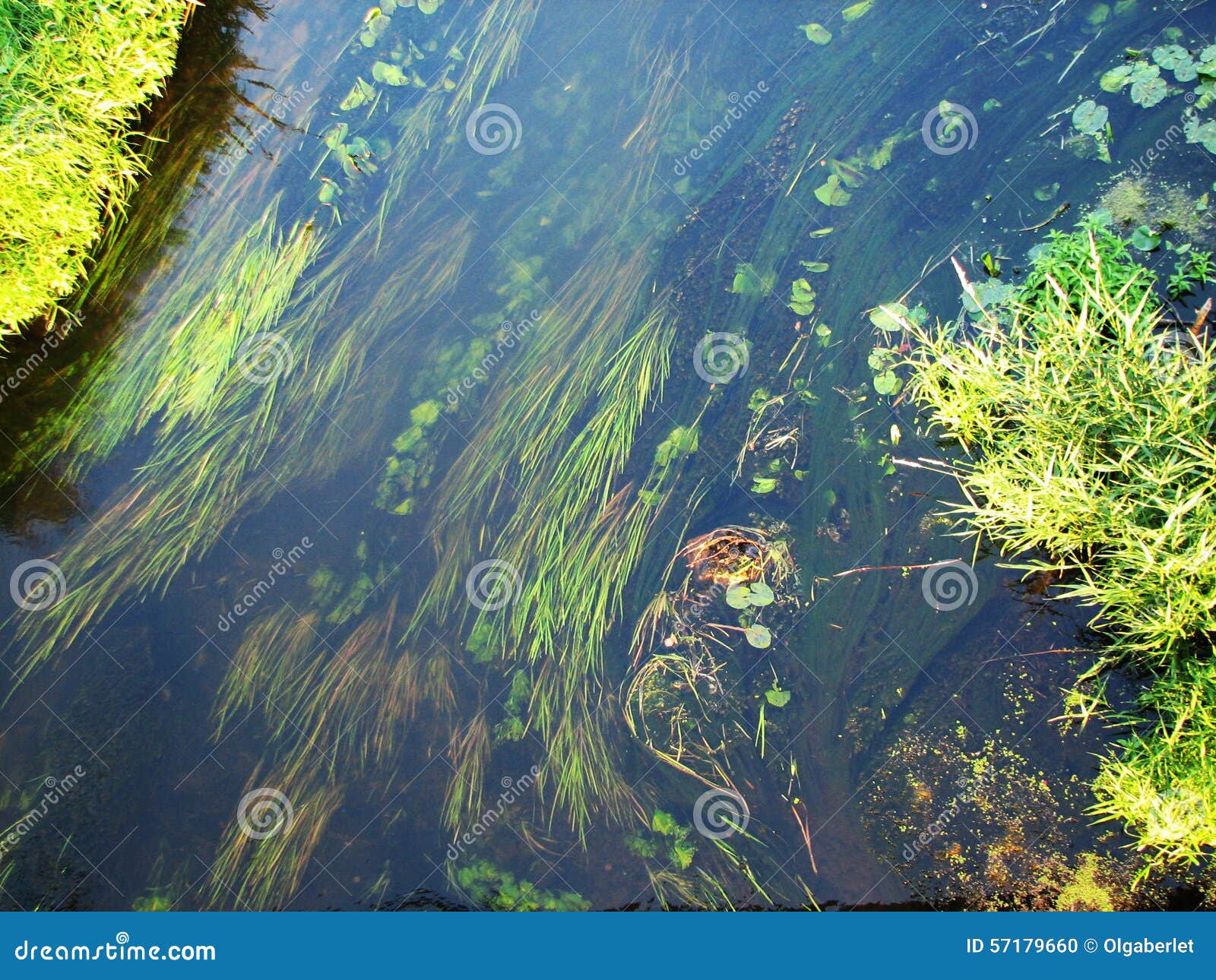 Forest river algae stock photo. Image of beauty, lily - 57179660