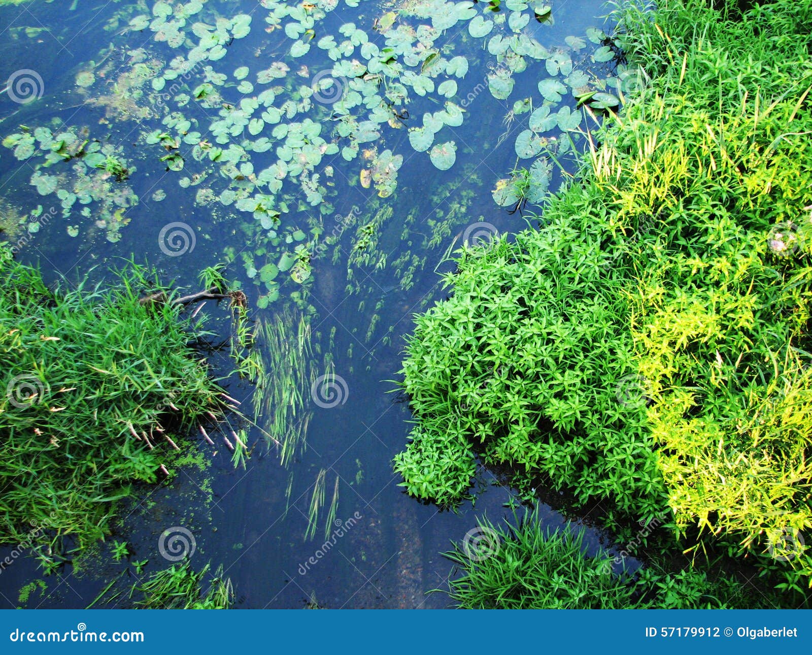 Forest river algae stock photo. Image of beauty, plant - 57179912