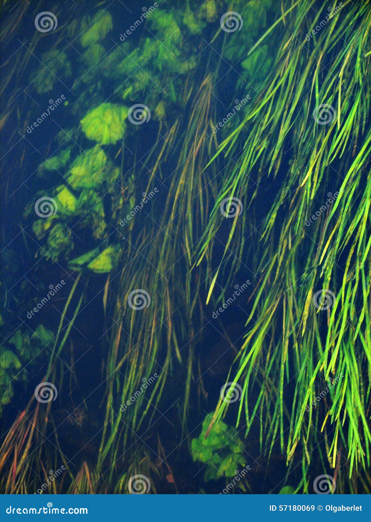 Forest river algae stock image. Image of clear, clean - 57180069