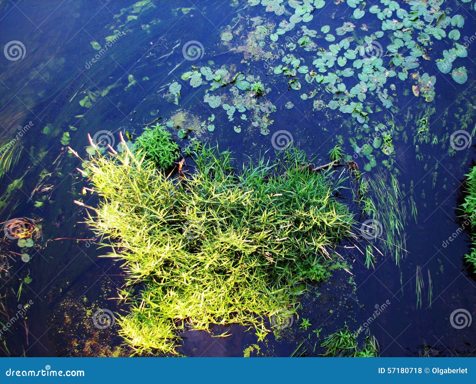 Forest river algae stock photo. Image of dirty, outdoor - 57180718
