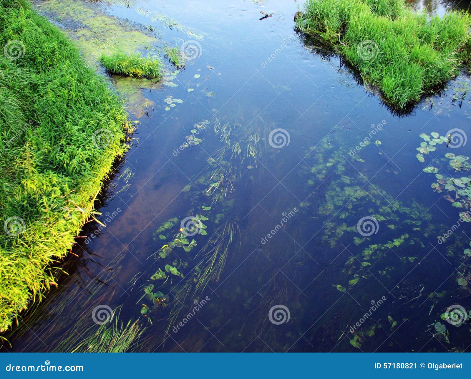 Forest river algae stock image. Image of green, lake - 57180821