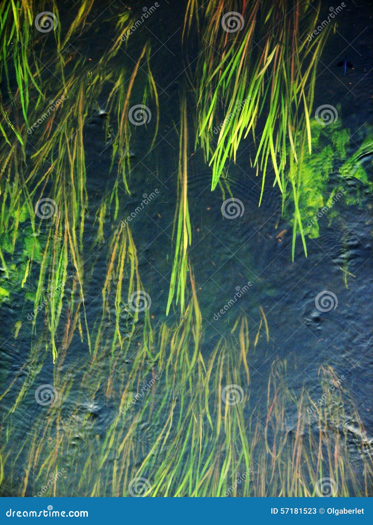 Forest River Algae Royalty-Free Stock Photography | CartoonDealer.com ...
