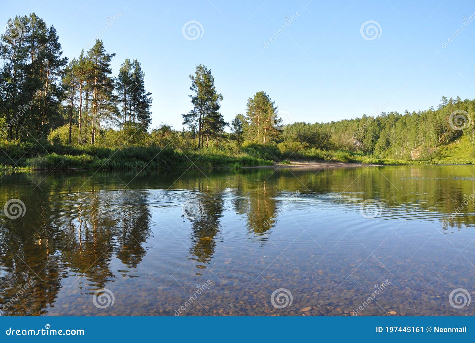 Forest on the river Bank stock image. Image of environment - 197445161