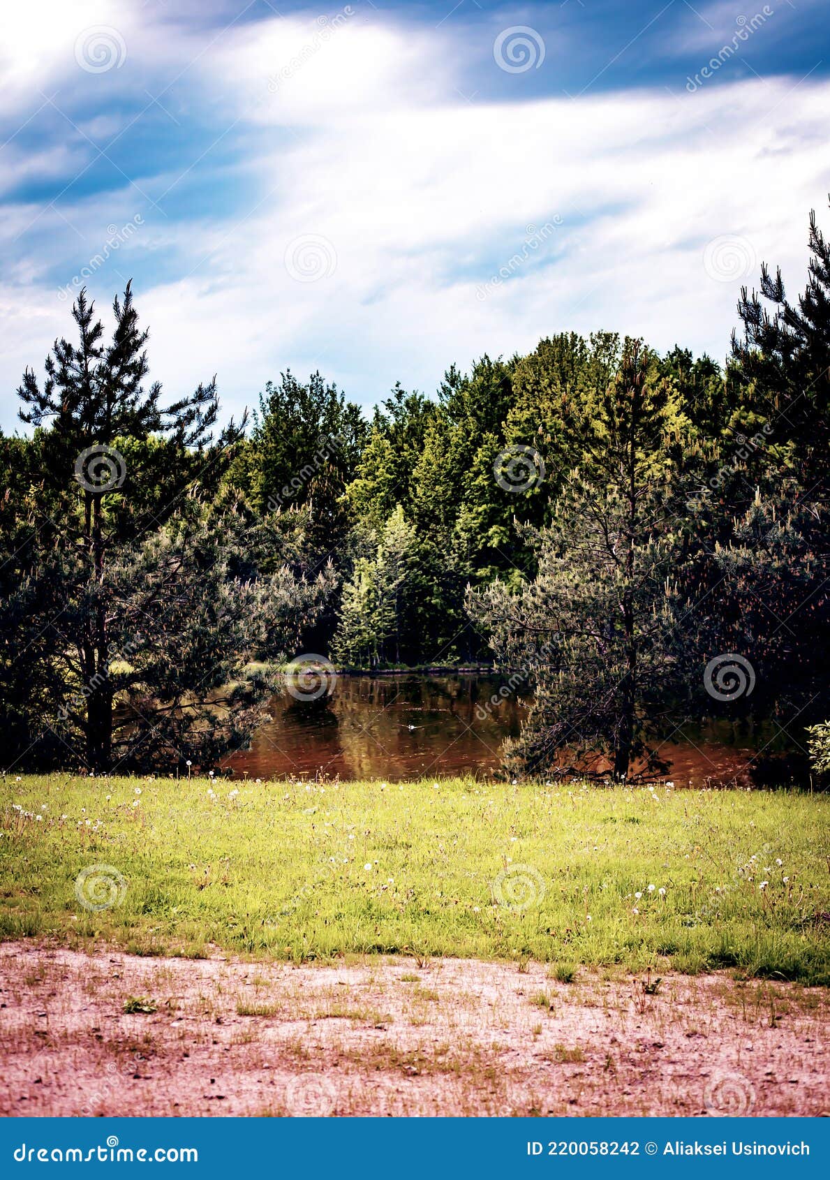 Forest on the River Bank. Beautiful Natural Background in Summer Stock ...