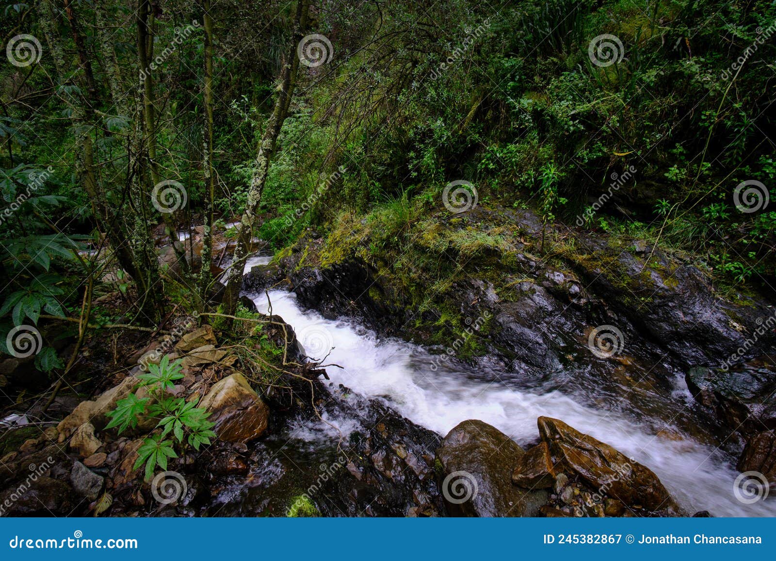 Forest and river stock image. Image of rocks, moss, stones - 245382867