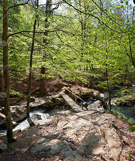 Forest River with Bridge stock photo. Image of natural - 19347148