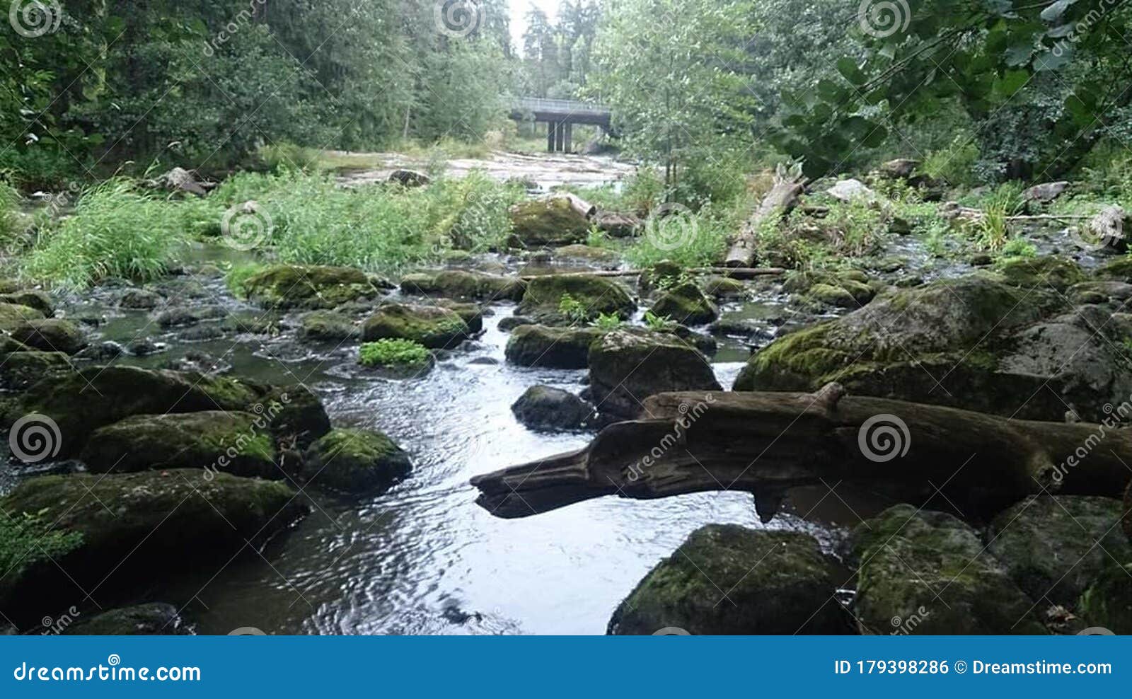 Forest river and a bridge stock photo. Image of tree - 179398286