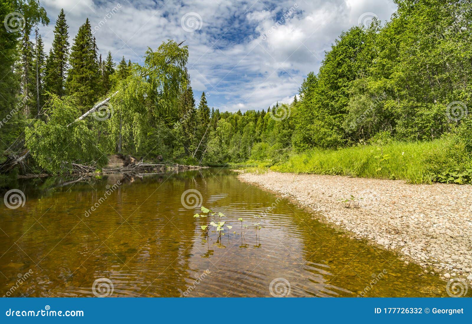 Forest River with Clear Water. Stock Photo - Image of forest, clear ...
