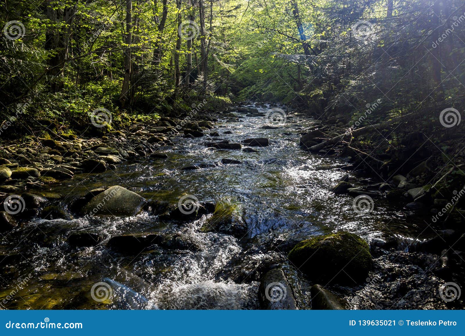 A forest river stock image. Image of river, fast, environment - 139635021