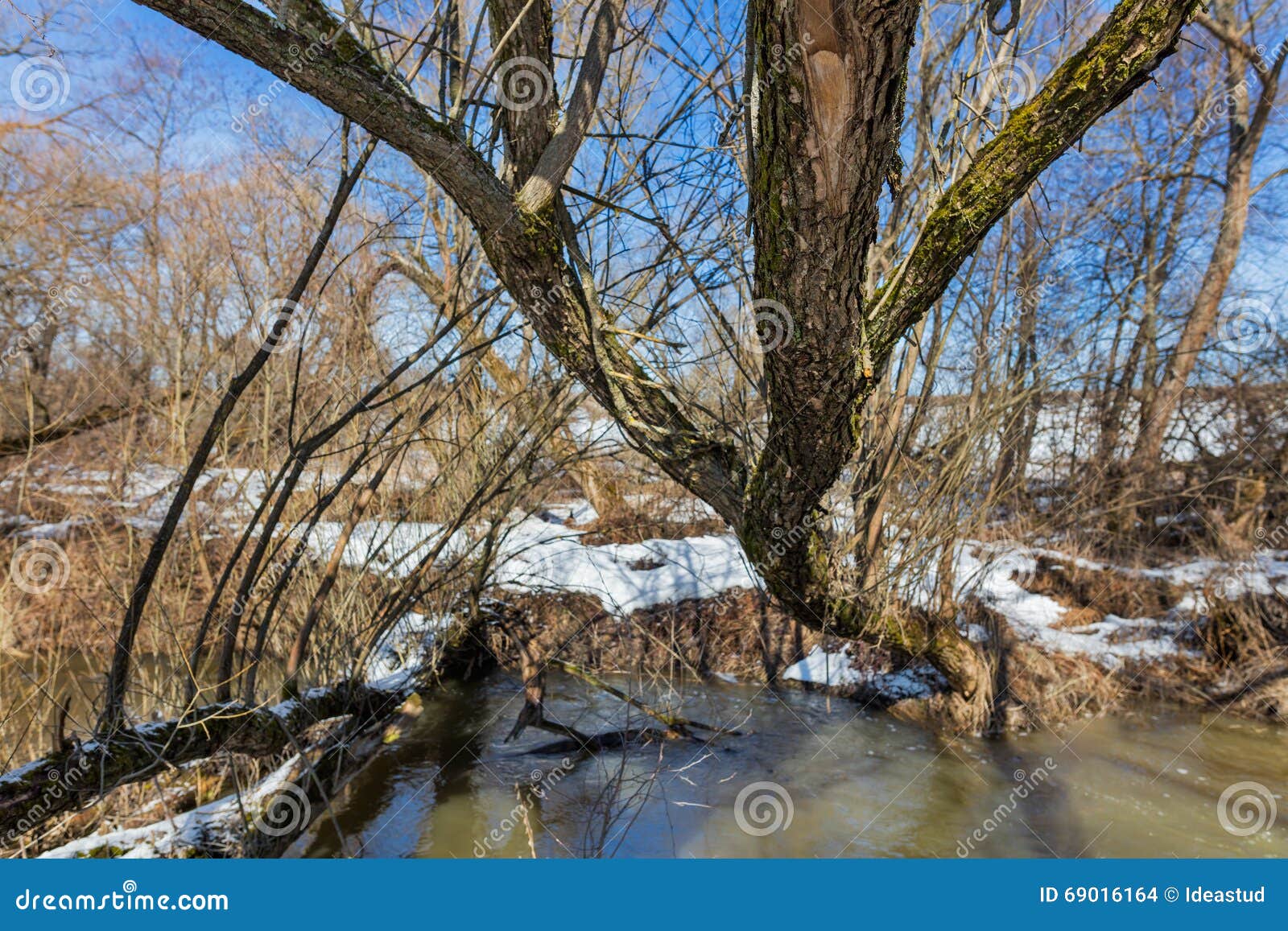 Forest River at Early Spring Stock Photo - Image of landscape, sunny ...