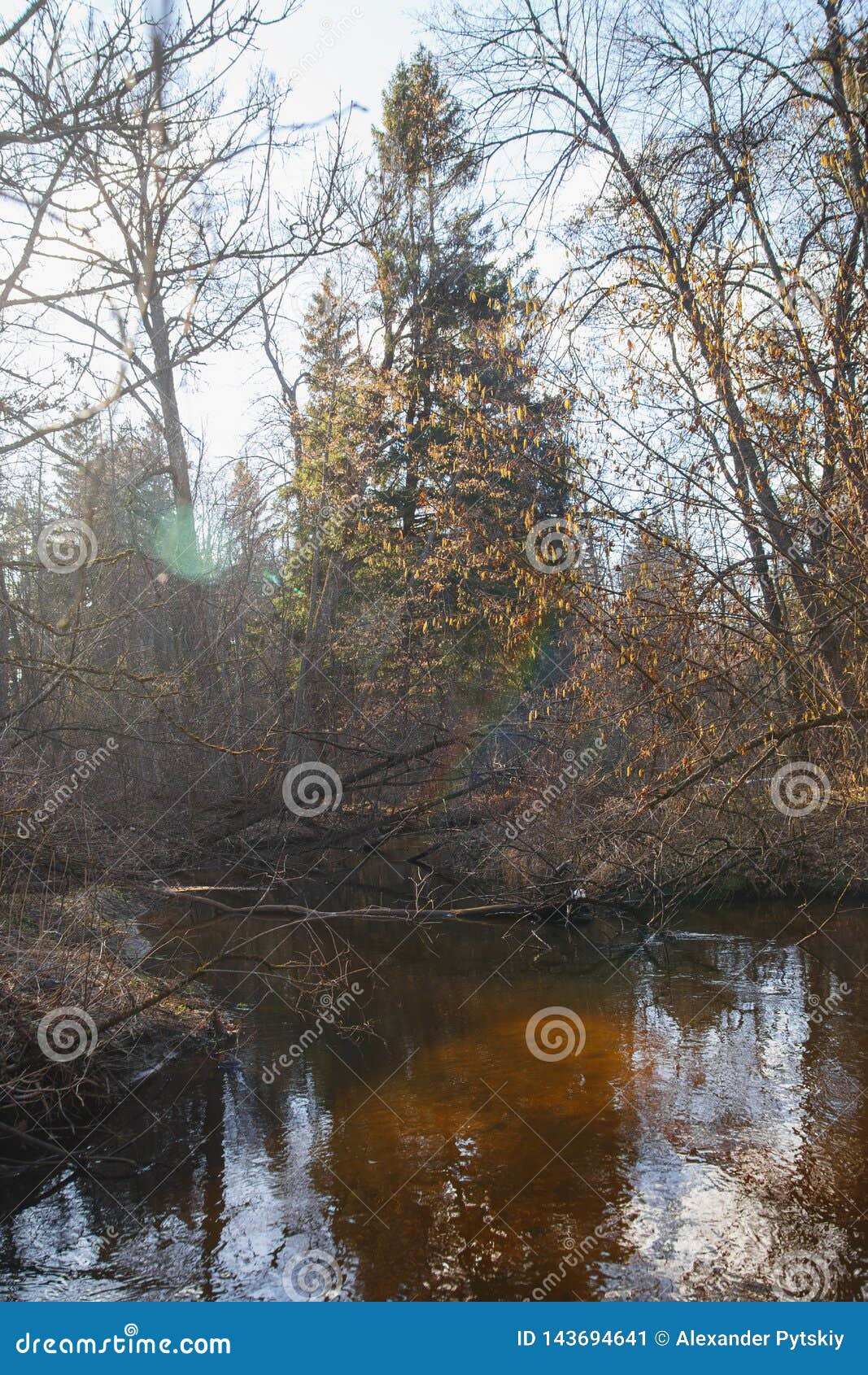 Forest River in the Early Spring at Sunset Stock Image - Image of tree ...