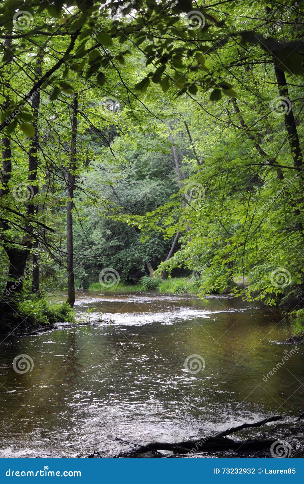 Forest River in Early Spring Stock Photo - Image of freshly, season ...