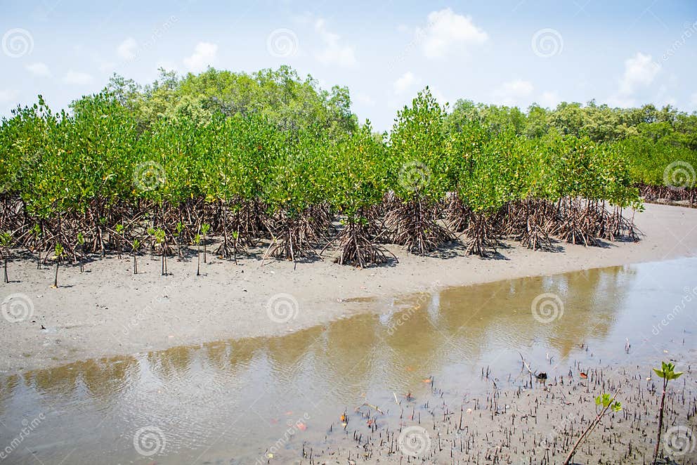 Forest at the River Estuary, Mangroves. Stock Photo - Image of blue ...