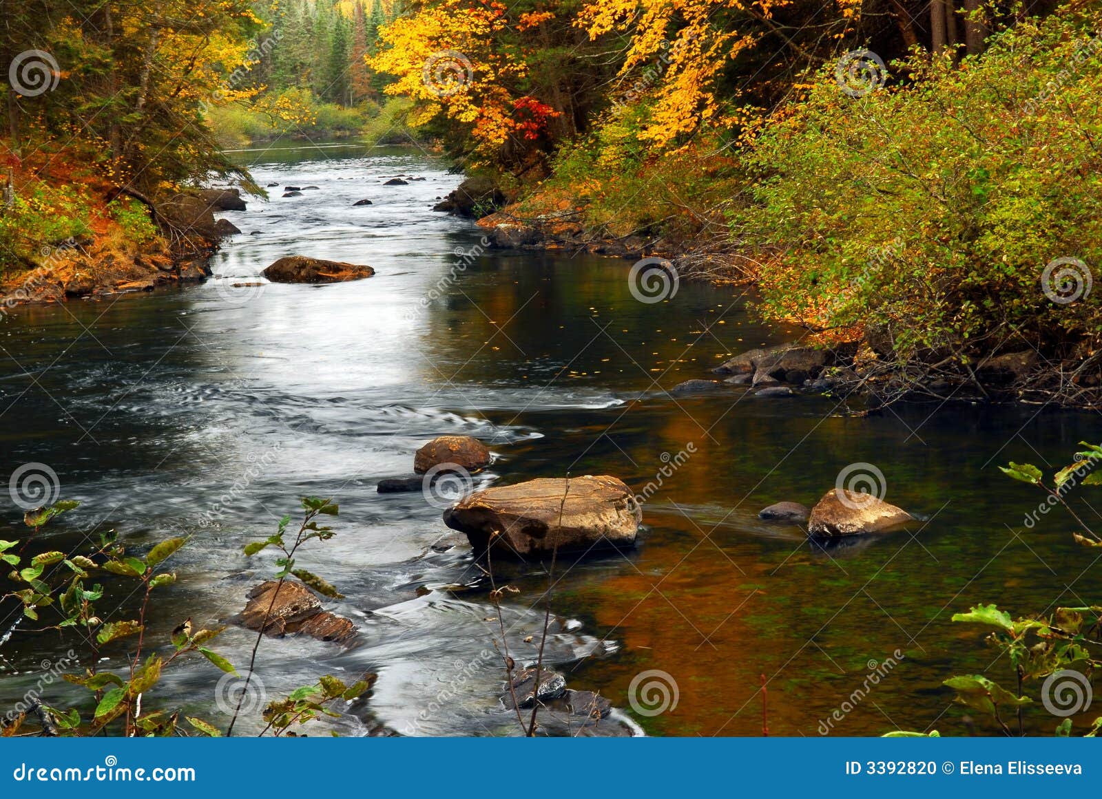 Forest river in the fall stock photo. Image of national - 3392820