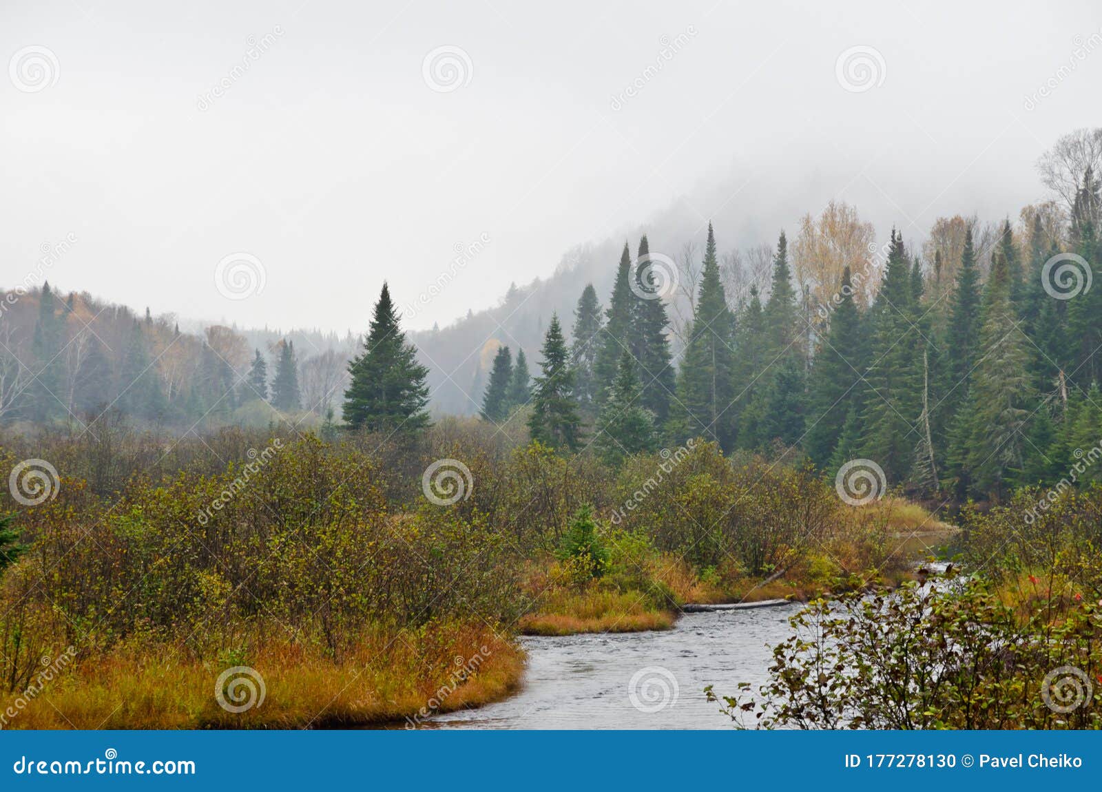 Forest river stock photo. Image of mist, rock, water - 177278130