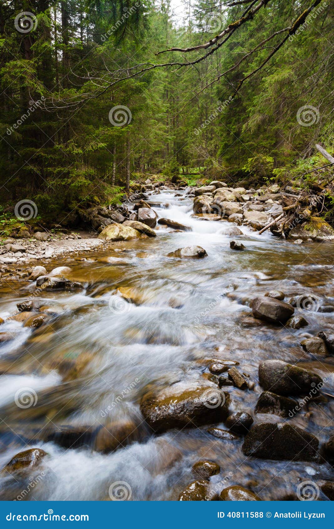 Forest river stock photo. Image of nature, speed, travel - 40811588