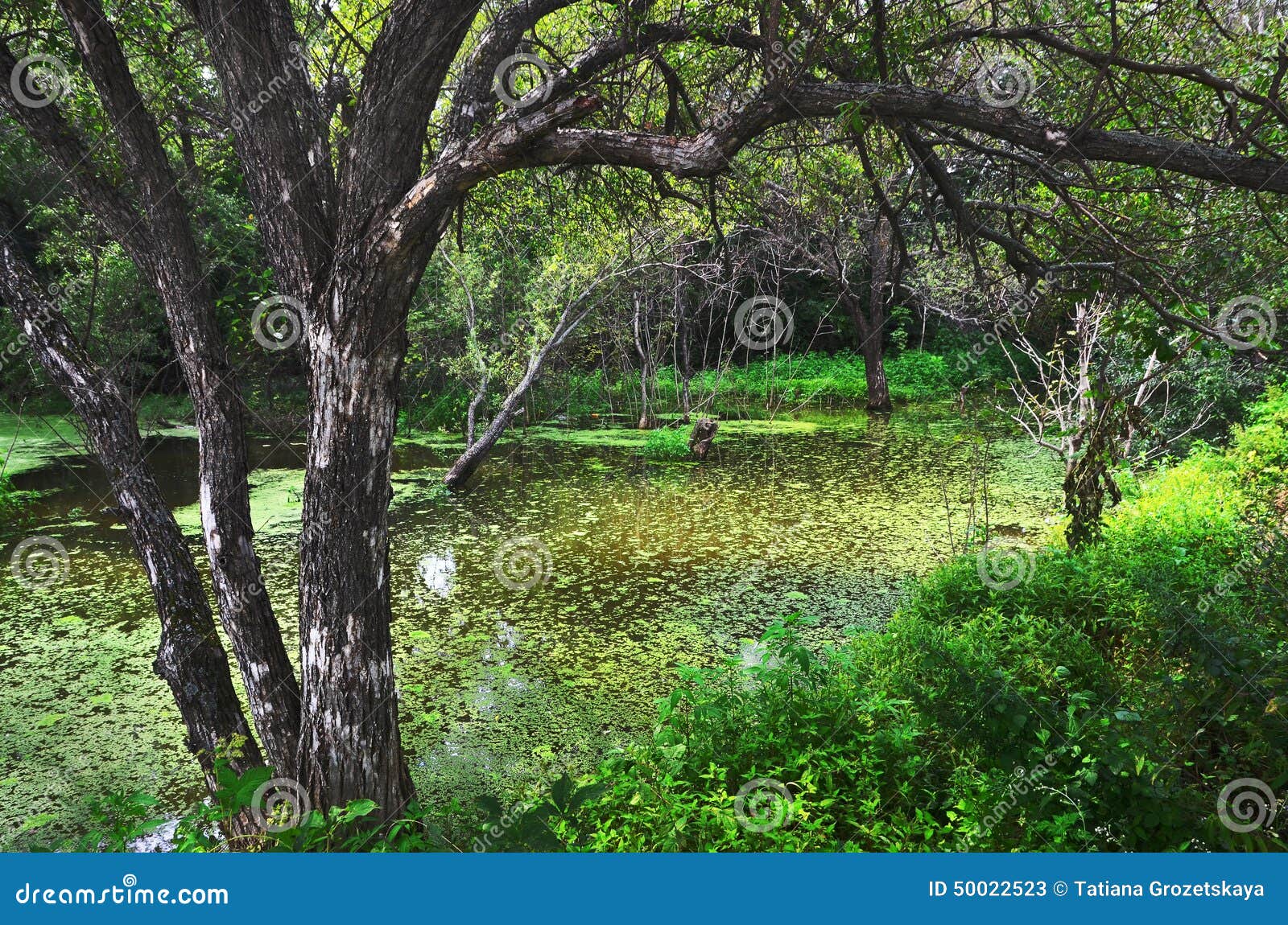 Forest river, green marsh stock image. Image of pond - 50022523