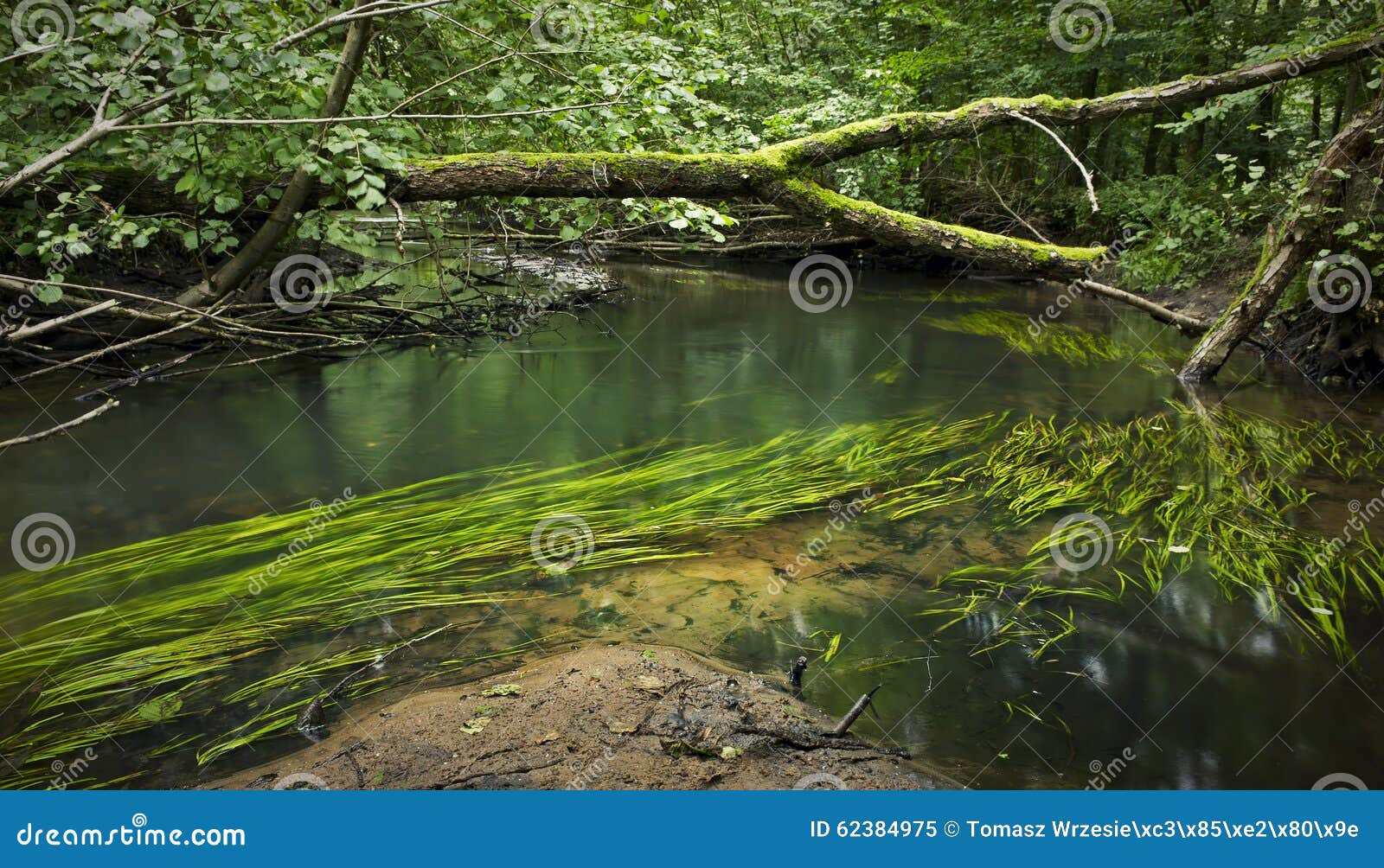 Forest river stock image. Image of water, nature, stream - 62384975