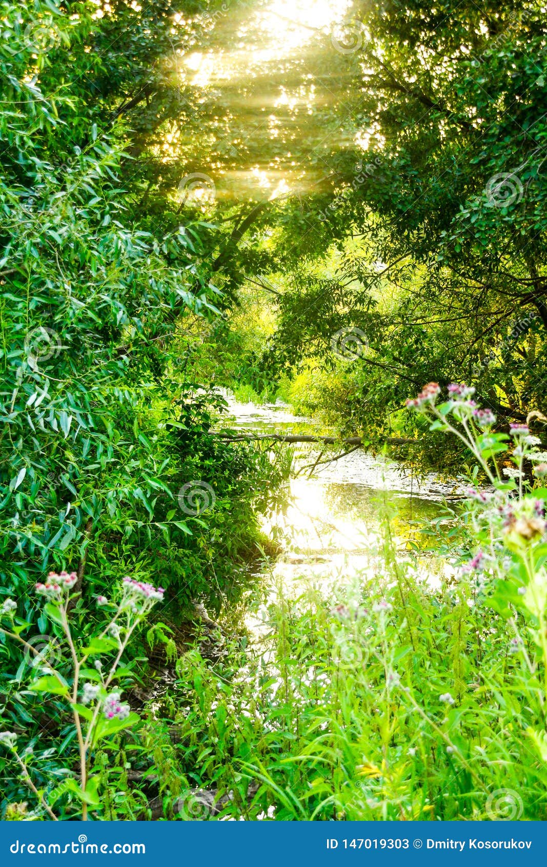 Forest River on a Hot Summer Day Stock Image - Image of landscape ...