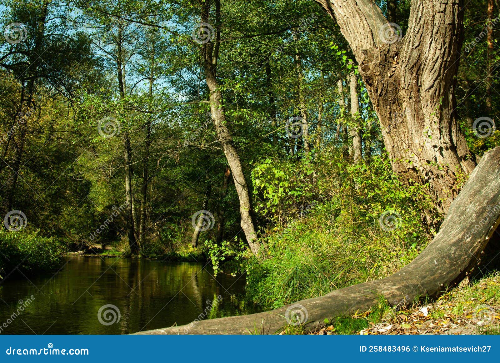Forest river stock photo. Image of stream, forest, reflection - 258483496