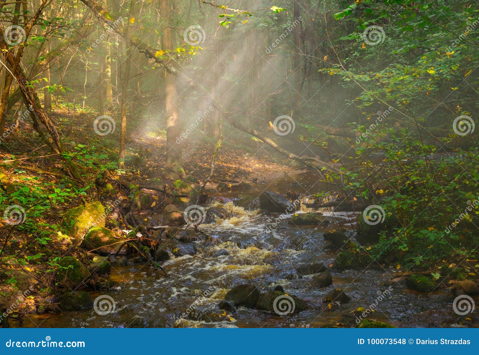 Forest river and mist stock photo. Image of autumn, fresh - 100073548